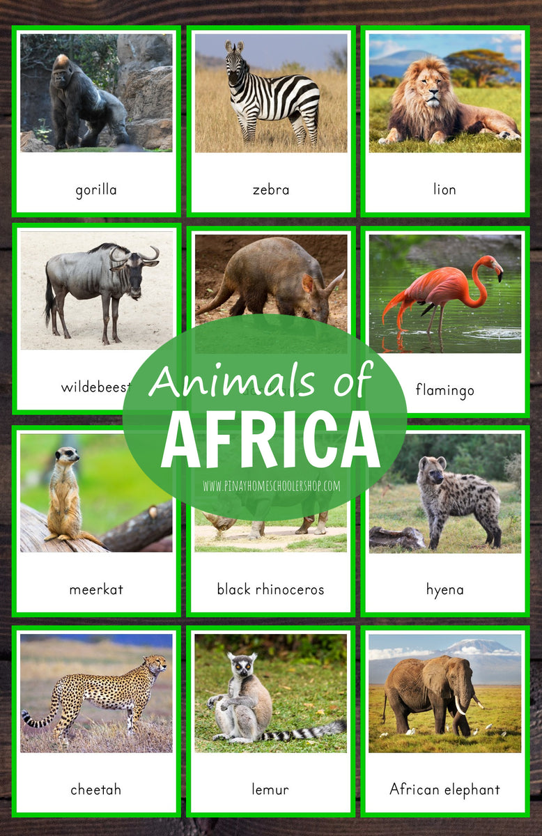 Animals of Africa Montessori 3 Part Cards with Fact Cards – Pinay ...