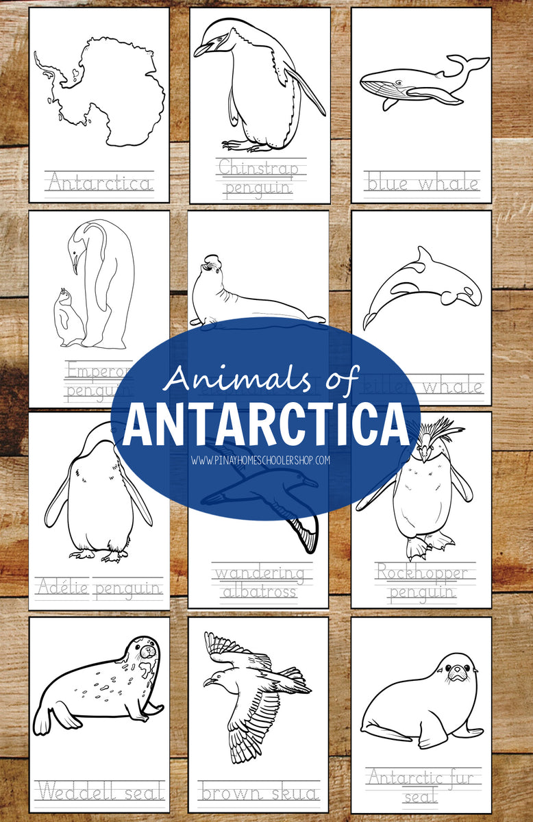 Animals of Antarctica Montessori 3 Part Cards and Fact Cards – Pinay ...