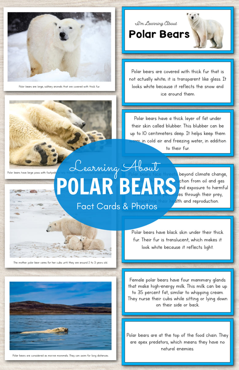 Learning About Polar Bears - Fact Cards and Photos – Pinay Homeschooler ...