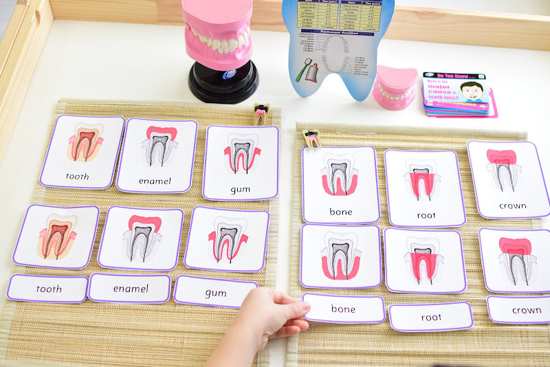 Montessori 3 Part Cards Tooth Cross Section – Pinay Homeschooler Shop