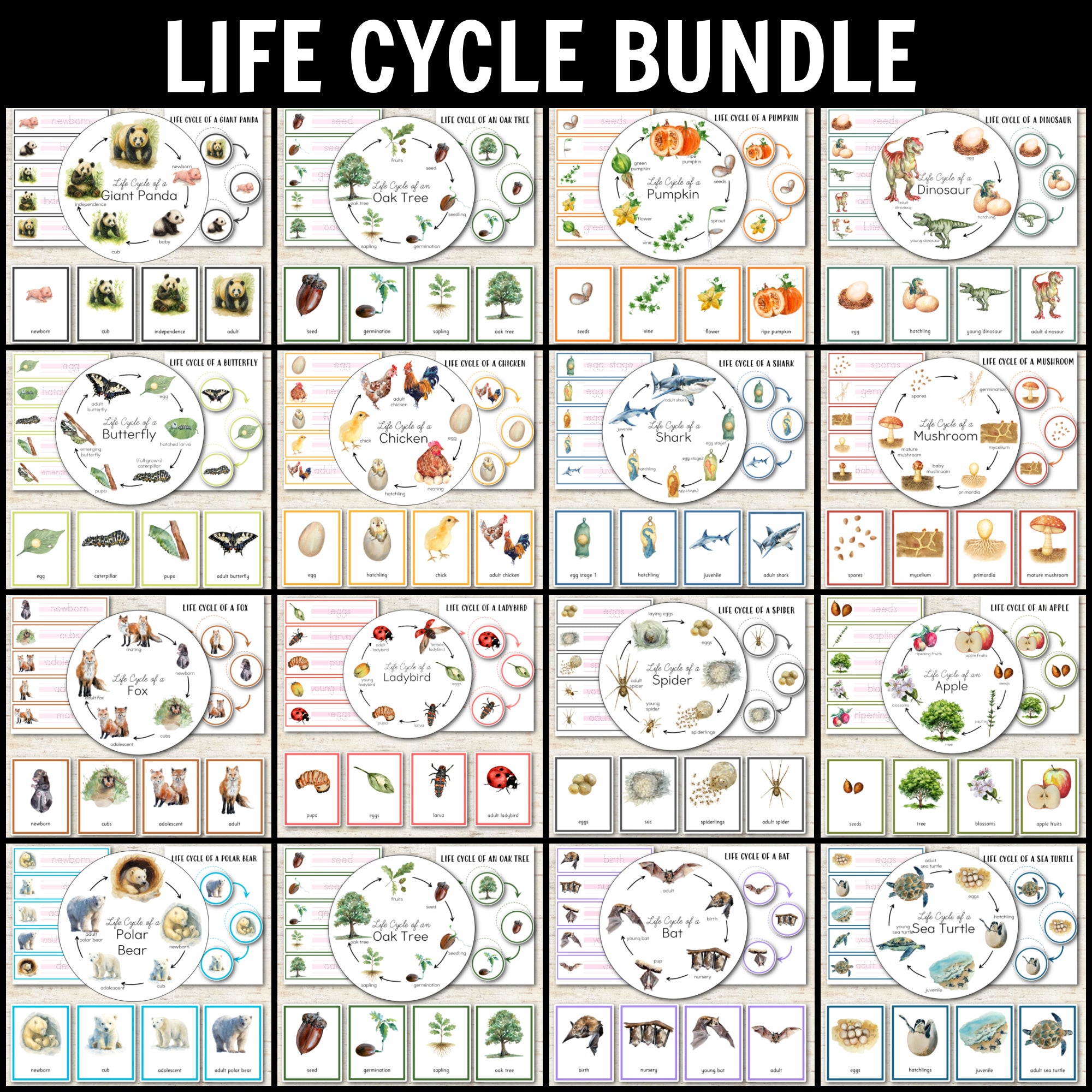 Growing BUNDLE of Life Cycle Activity Sets – Pinay Homeschooler Shop