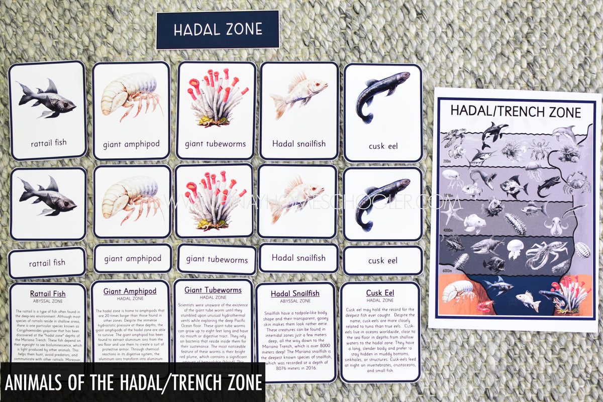 Ocean Layers Depth Zones Montessori Cards – Pinay Homeschooler Shop