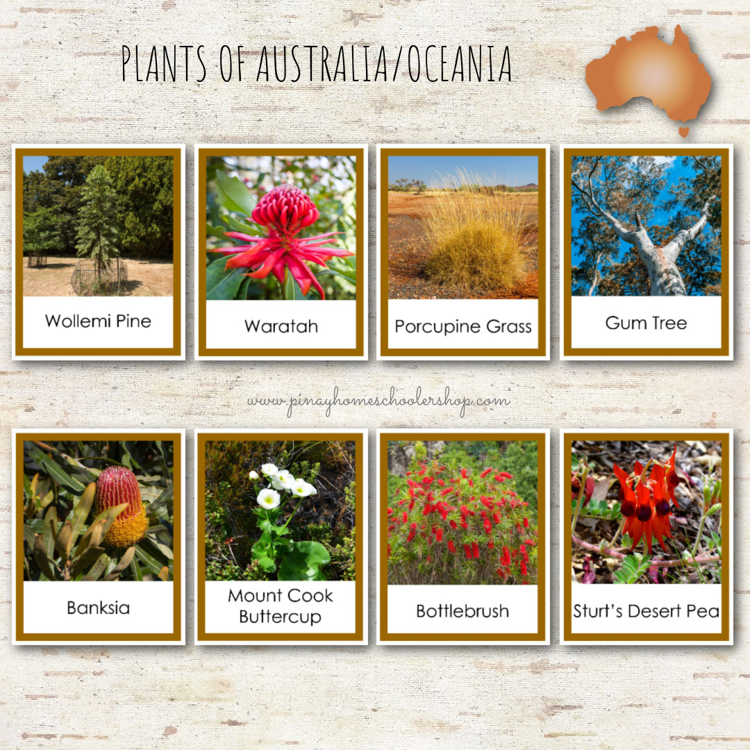 Plants of Australia Oceania Montessori 3 Part Cards – Pinay ...