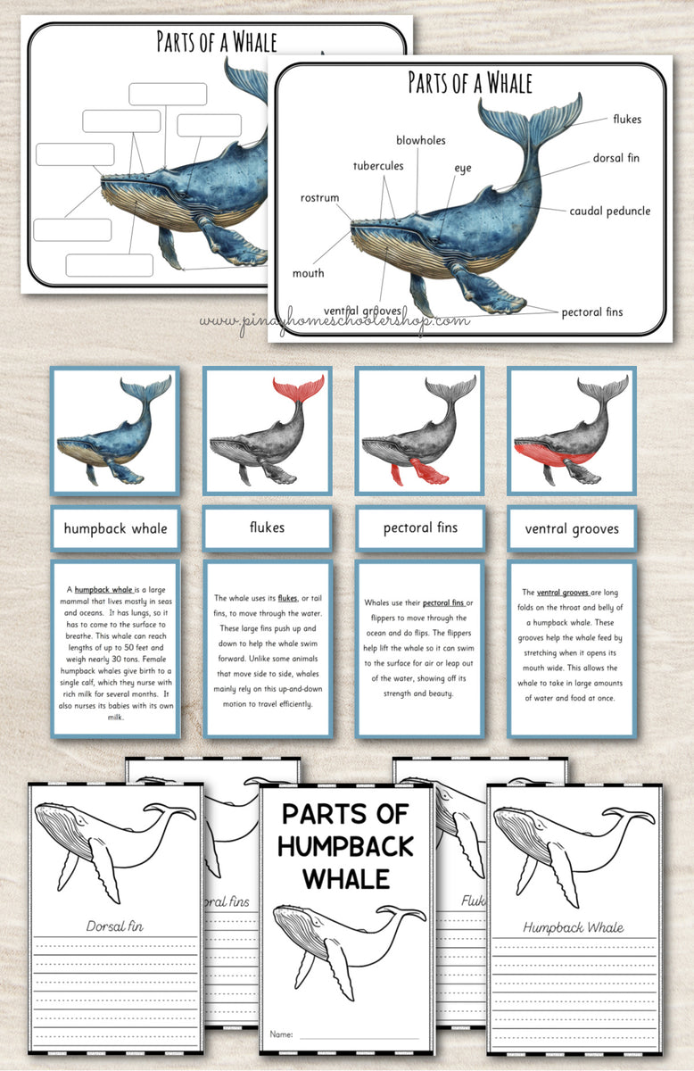 Parts of a Humpback Whale Montessori 3 Part Cards – Pinay Homeschooler Shop