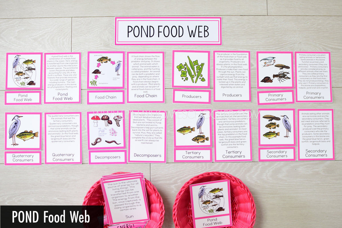 Pond Biome Food Web and Food Chains Learning Pack – Pinay Homeschooler Shop