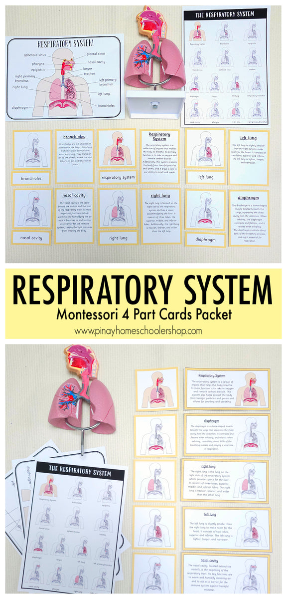 Respiratory System Montessori 3 Part Cards | 4 Part Cards – Pinay ...