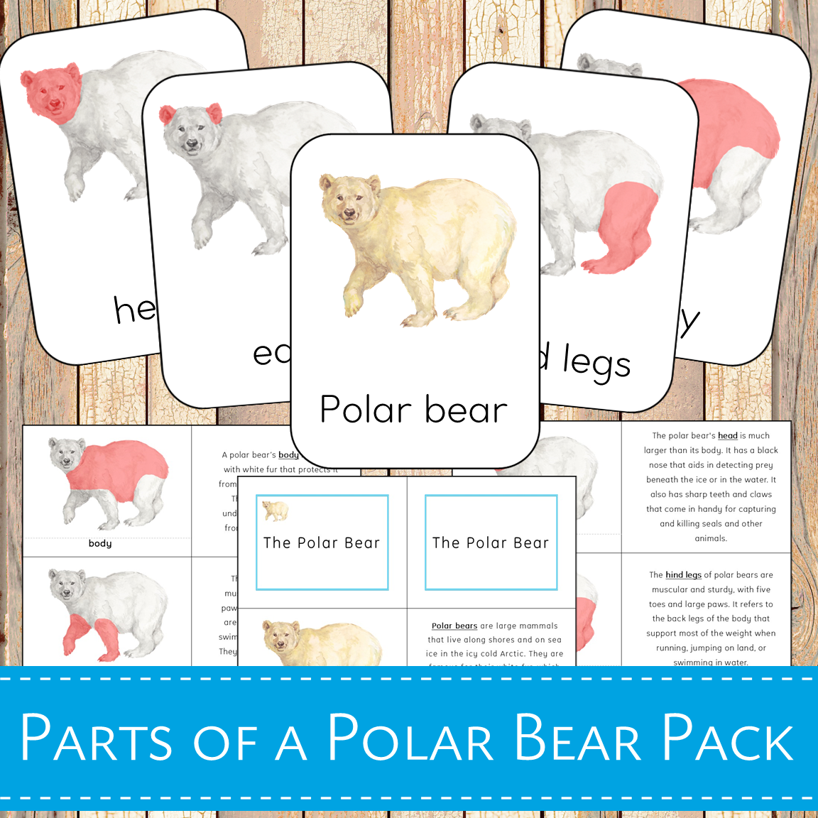 Montessori Parts of a Polar Bear – Pinay Homeschooler Shop