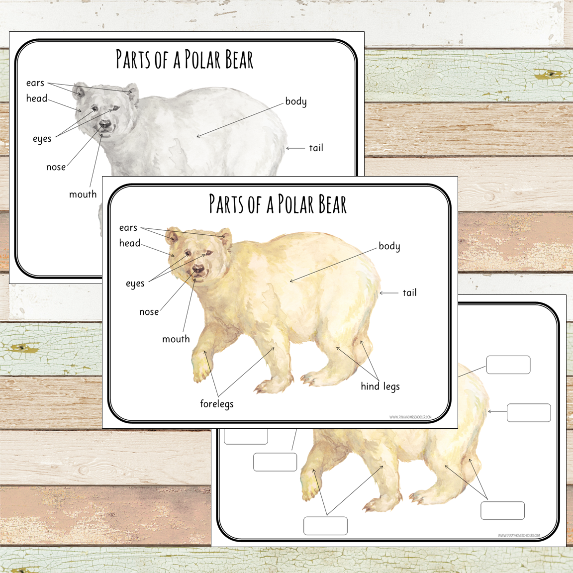 Montessori Parts of a Polar Bear – Pinay Homeschooler Shop