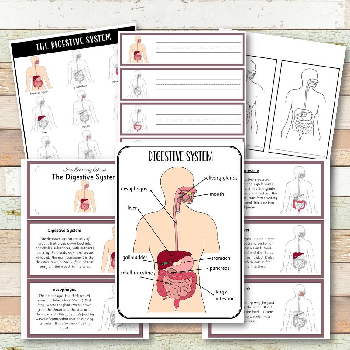Digestive System Montessori 3 Part Cards | 4 Part Cards – Pinay ...
