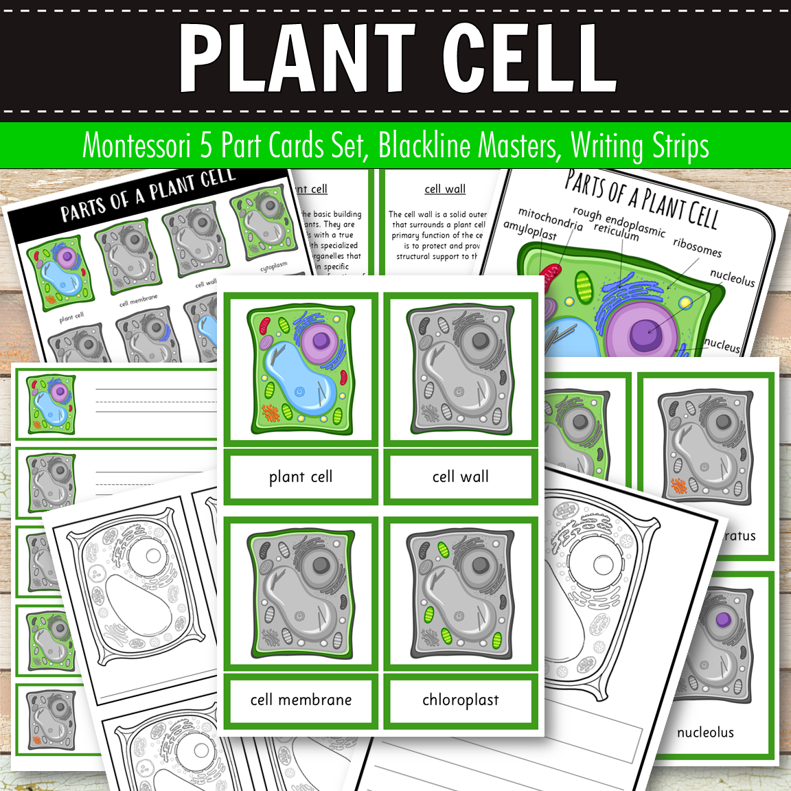 Parts of a Plant Cell Montessori 3 Part Cards | 4 Part Cards – Pinay ...