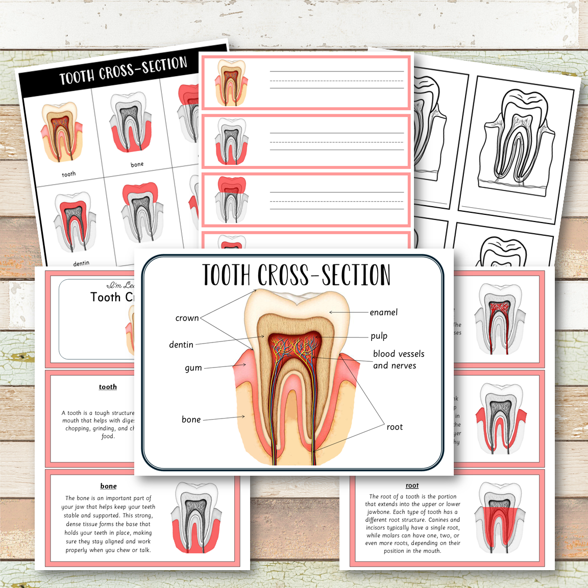 Tooth Cross Section Montessori 3 Part Cards | 4 Part Cards – Pinay ...