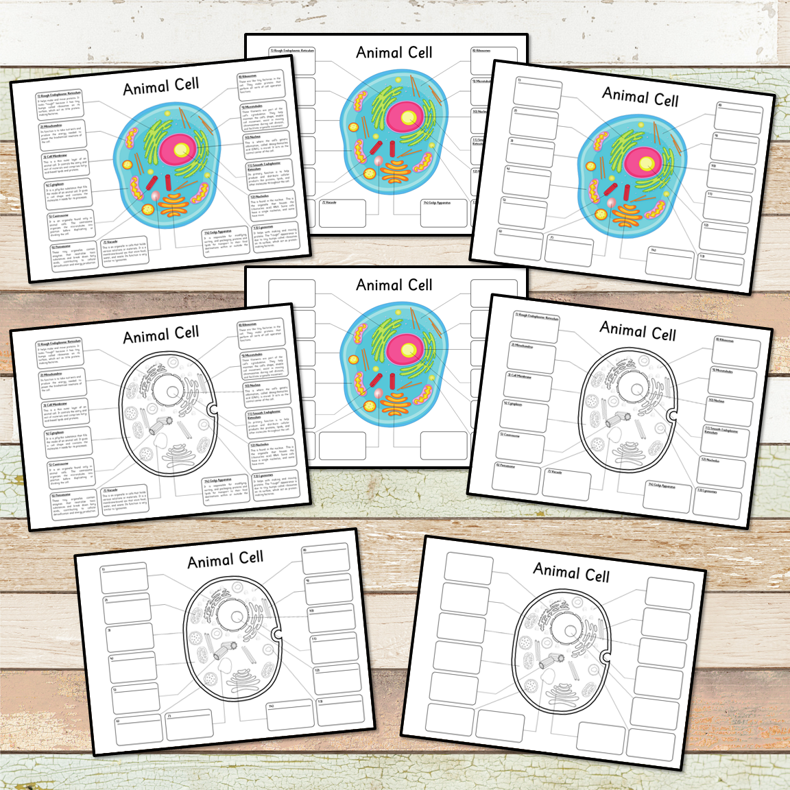 Animal Cell BIG Foldable Activity Posters – Pinay Homeschooler Shop