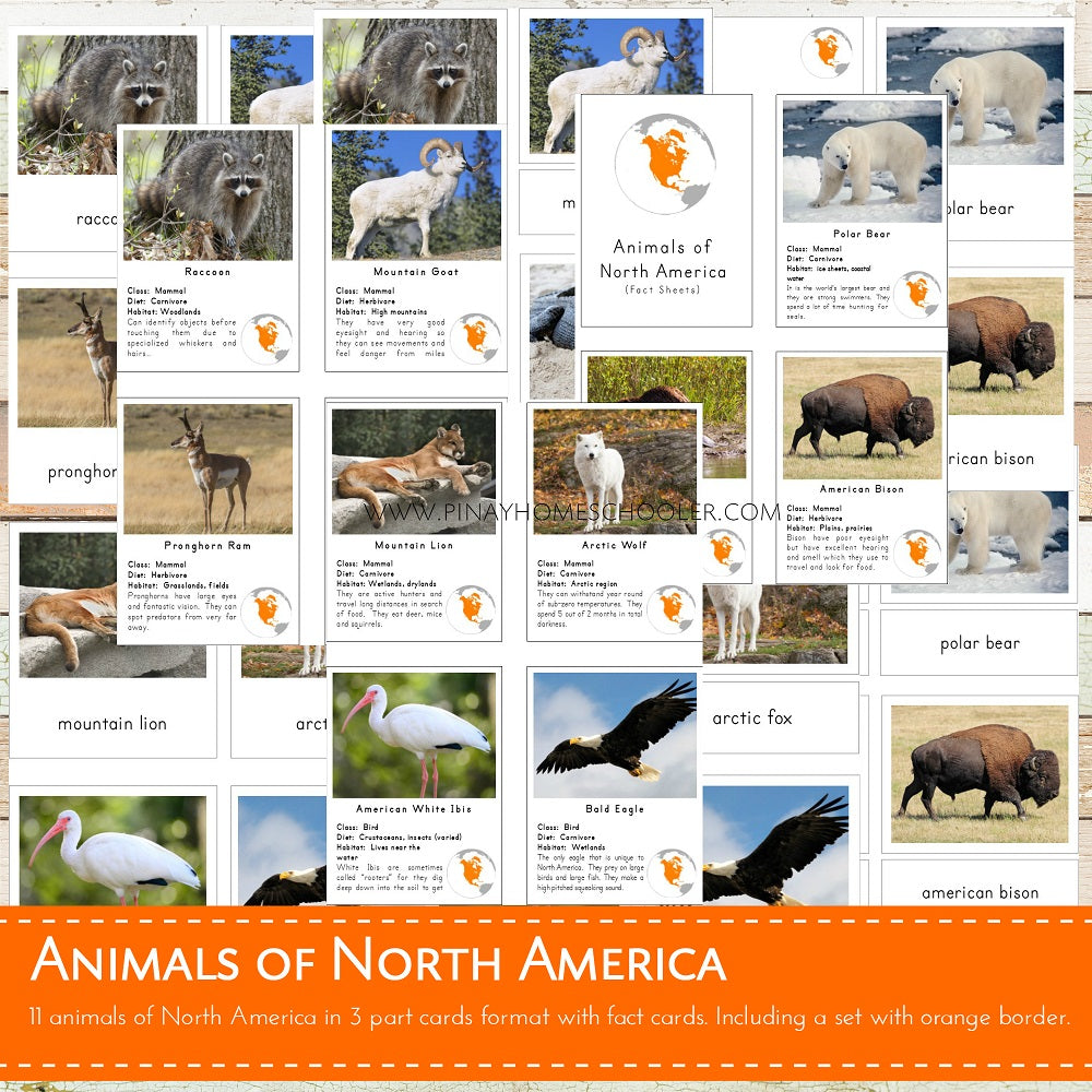 Animals of North America Montessori 3 Part Cards and Fact Cards – Pinay ...