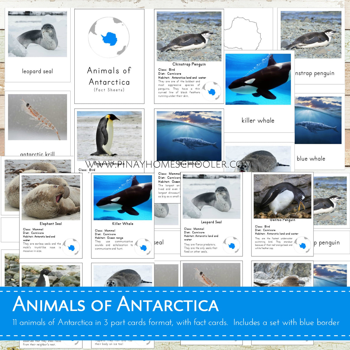 Animals of Antarctica Montessori 3 Part Cards and Fact Cards – Pinay ...