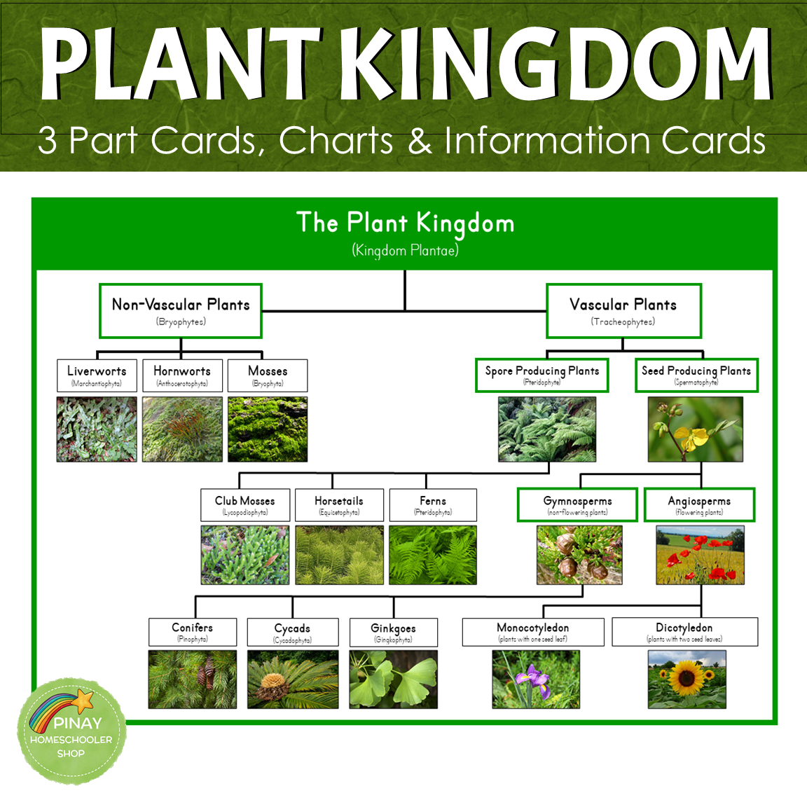 Plant Kingdom Chart