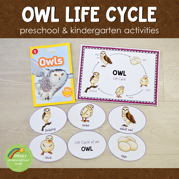 Owl Life Cycle Set - Preschool & Kindergarten – Pinay Homeschooler Shop