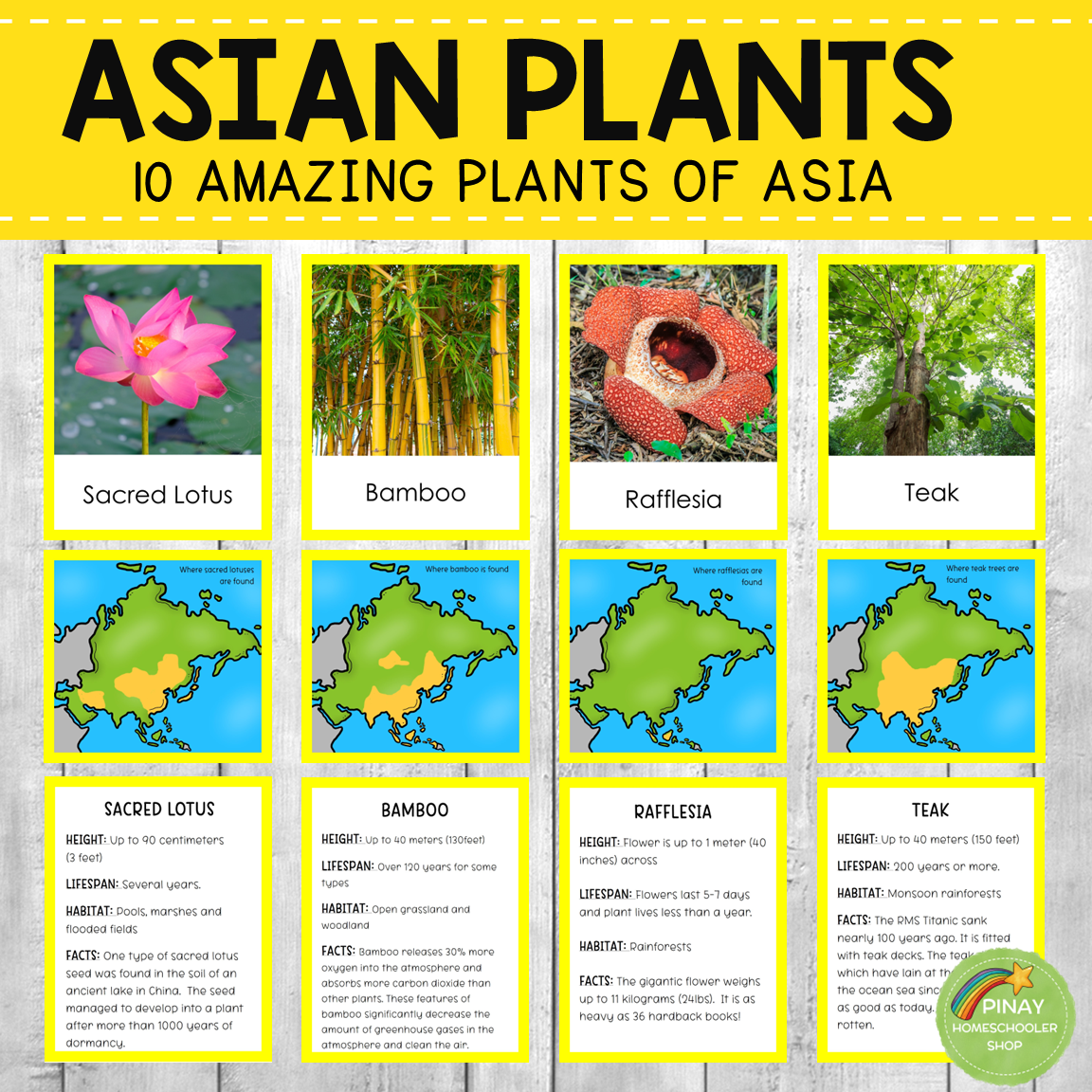 Plants of Asia Montessori 3 Part Cards – Pinay Homeschooler Shop