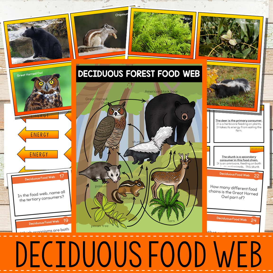 Forest Food Webs For Kids