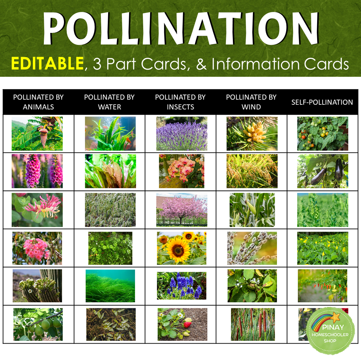 Pollination Agents (EDITABLE) – Pinay Homeschooler Shop