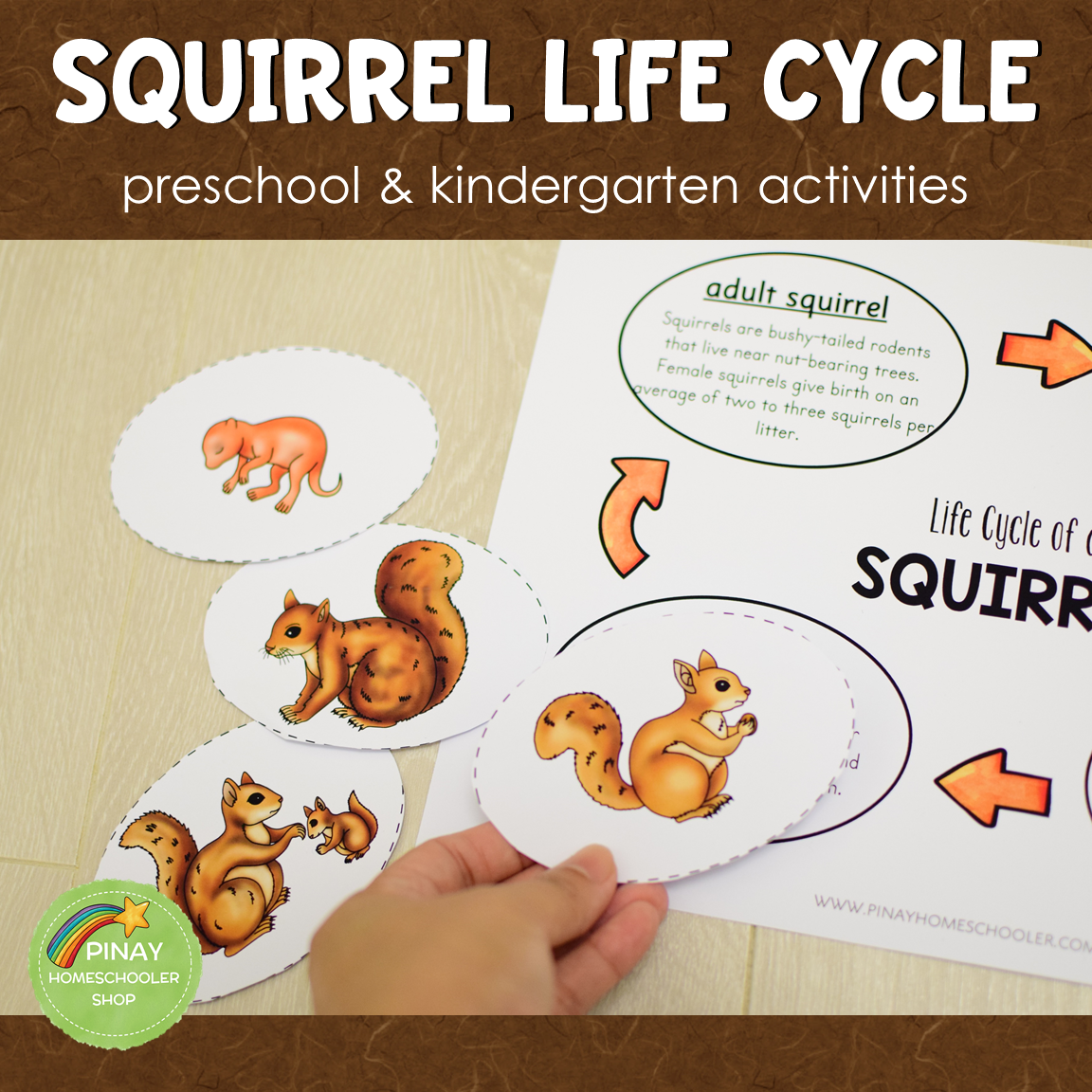 Squirrel Life Cycle Set - Preschool & Kindergarten Science Centers ...