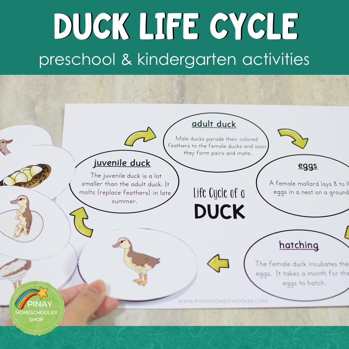 Duck Life Cycle Activity Set – Pinay Homeschooler Shop
