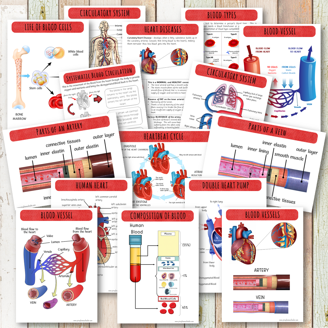 Circulatory System Activity Pack and Diagrams – Pinay Homeschooler Shop