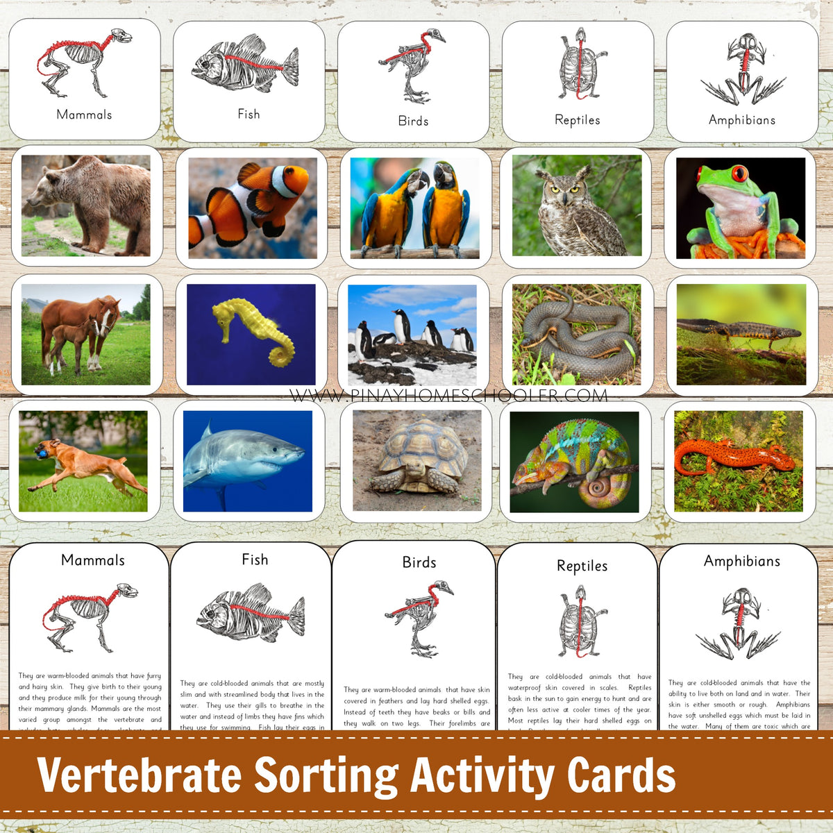 Montessori Vertebrate Sorting Activity Cards – Pinay Homeschooler Shop
