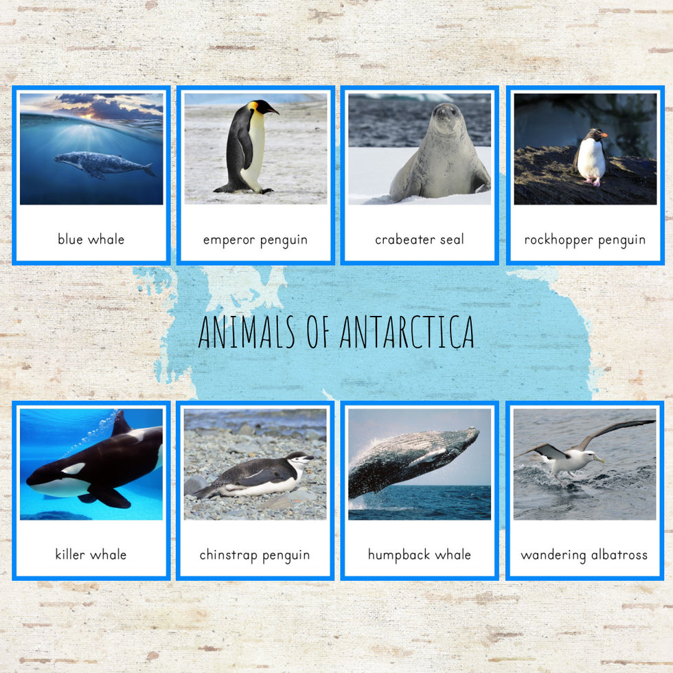 Animals of Antarctica Montessori 3 Part Cards and Fact Cards – Pinay ...