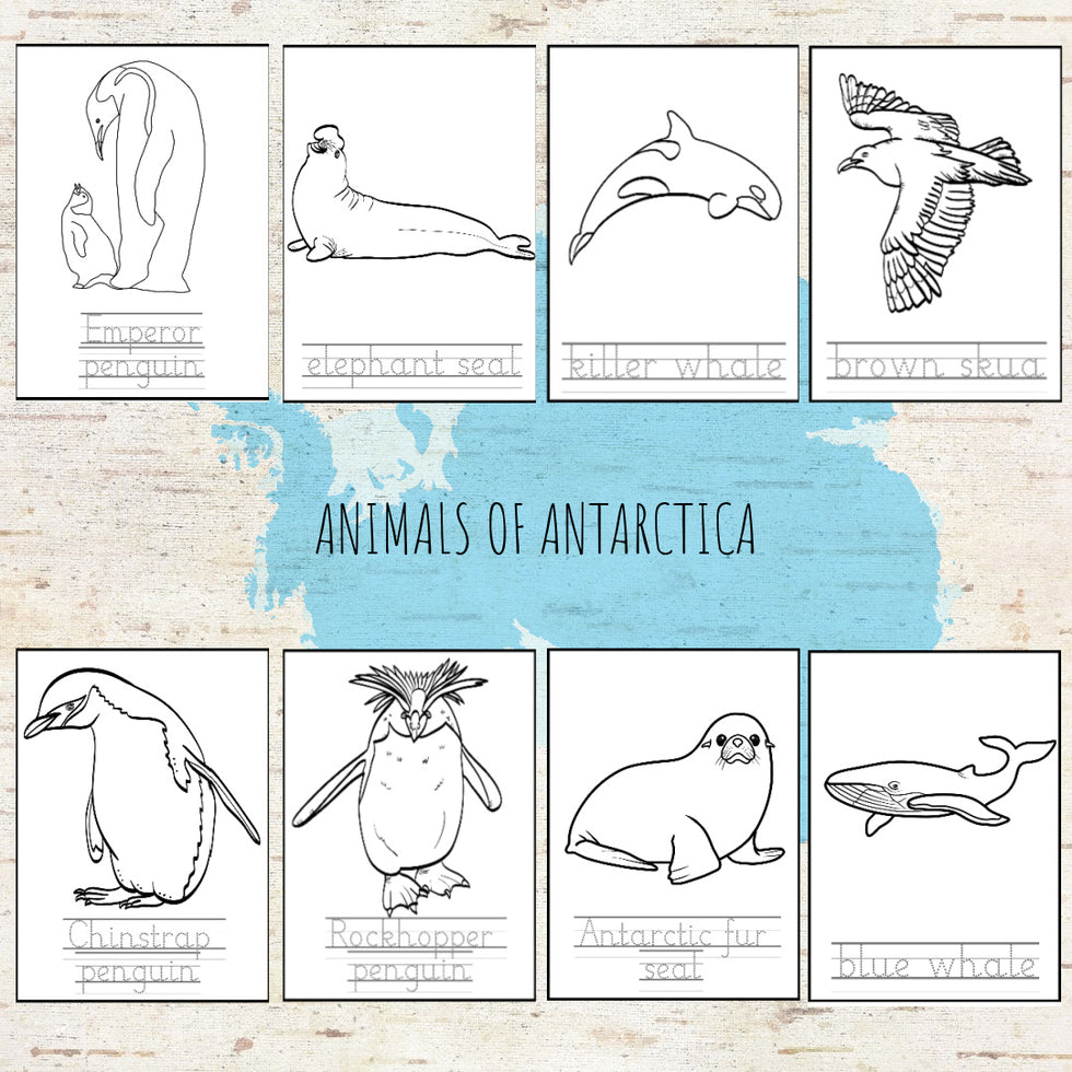 Animals of Antarctica Montessori 3 Part Cards and Fact Cards – Pinay ...