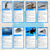 Animals of Antarctica Montessori 3 Part Cards and Fact Cards – Pinay ...