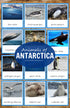 Animals of Antarctica Montessori 3 Part Cards and Fact Cards – Pinay ...