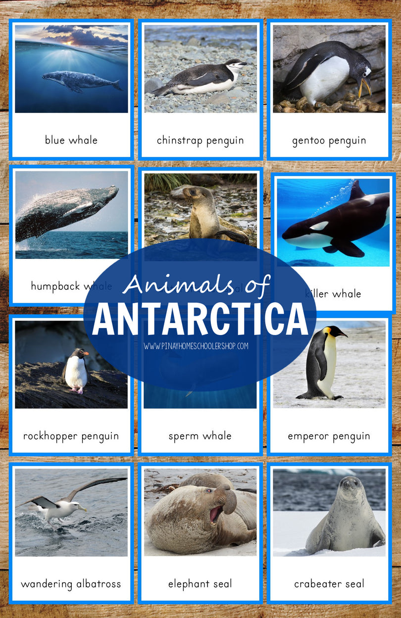 Animals of Antarctica Montessori 3 Part Cards and Fact Cards – Pinay ...