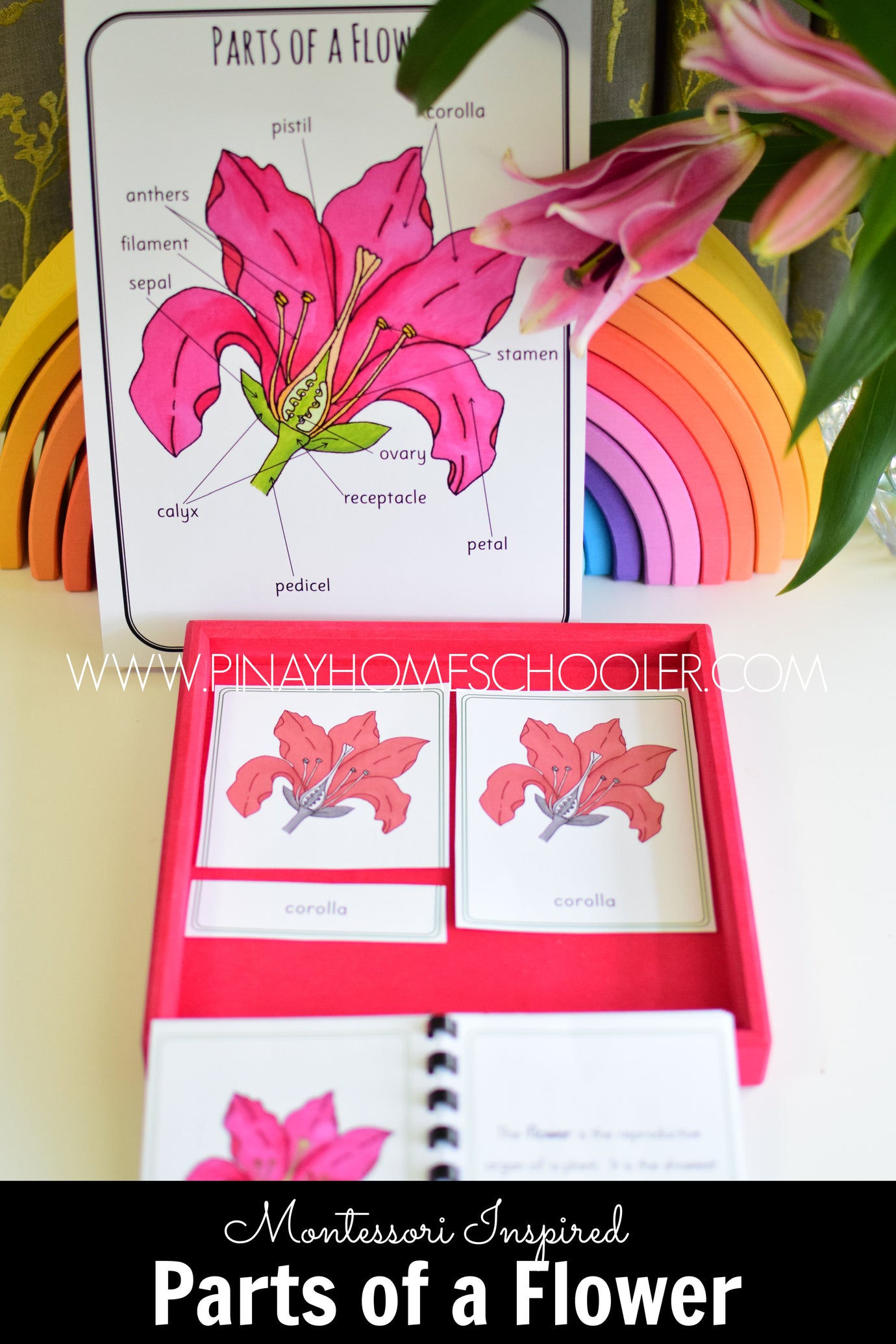 Botany Bundle - Montessori Pack – Pinay Homeschooler Shop