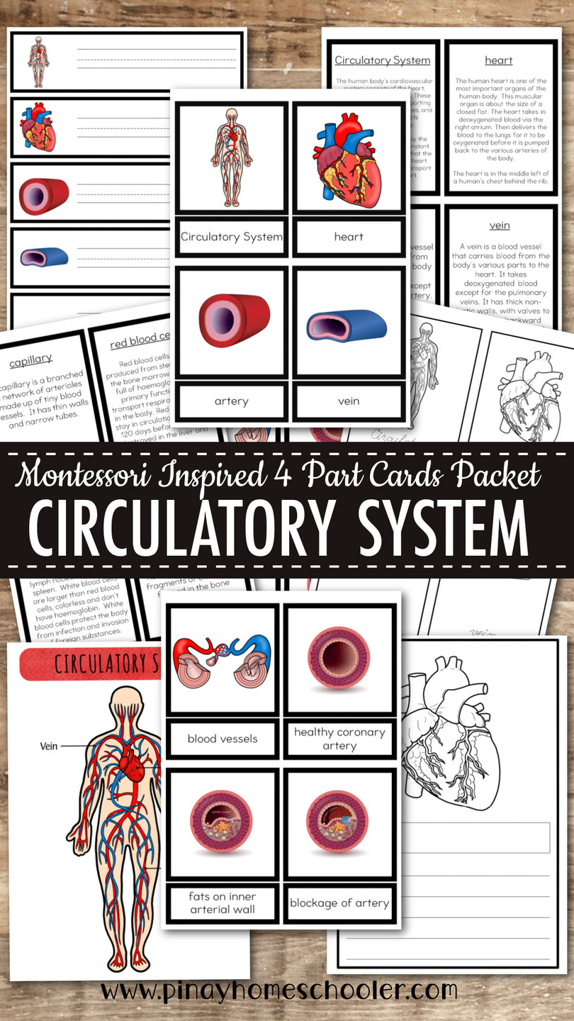 Circulatory System Montessori Learning Pack – Pinay Homeschooler Shop