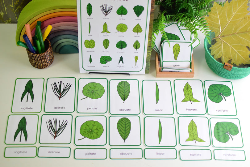 Leaf Shapes Montessori 3 Part Cards – Pinay Homeschooler Shop