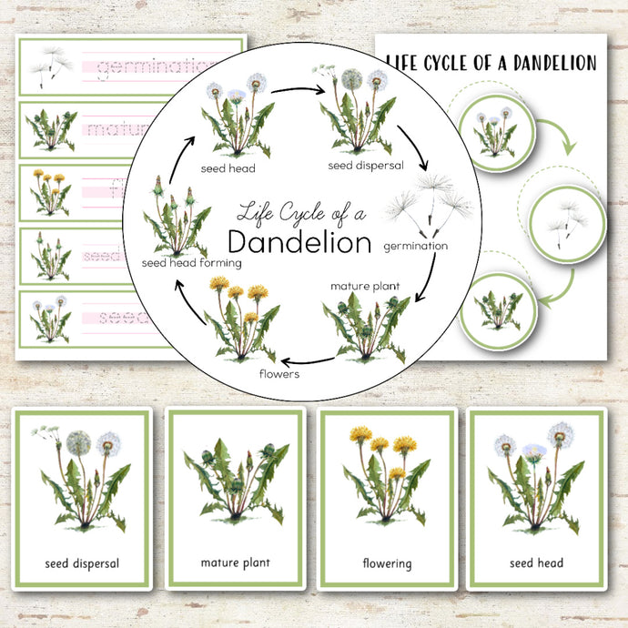 Dandelion Life Cycle Montessori Inspired – Pinay Homeschooler Shop