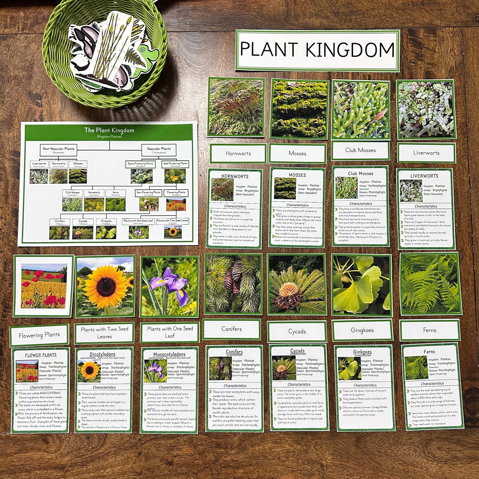 Montessori Plant Kingdom – Pinay Homeschooler Shop