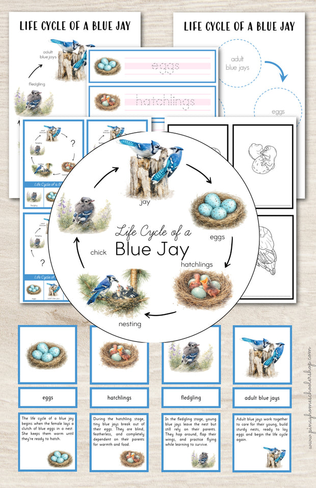Blue Jay Bird Life Cycle Montessori Inspired – Pinay Homeschooler Shop