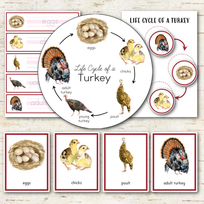 Turkey Life Cycle Montessori Inspired – Pinay Homeschooler Shop