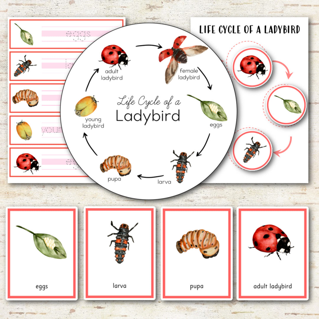 Ladybird Life Cycle - Montessori and Science Centers – Pinay ...