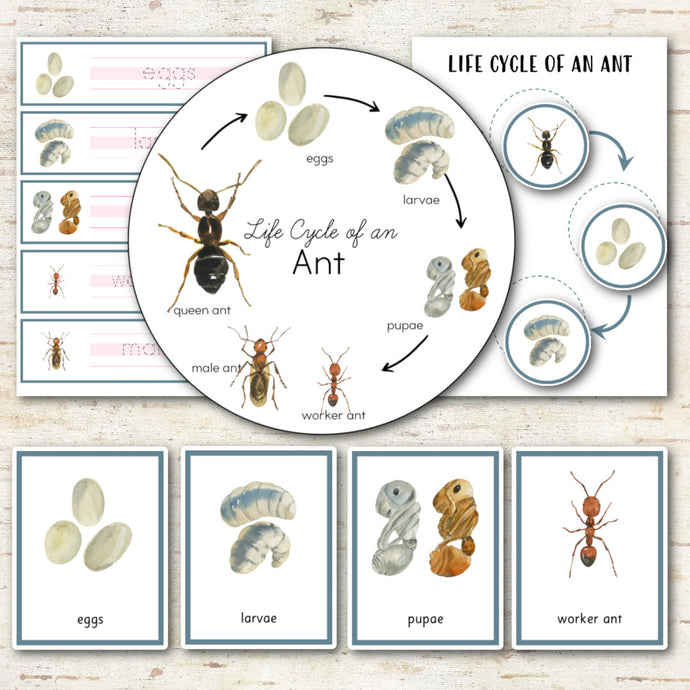 Ant Life Cycle Montessori Inspired – Pinay Homeschooler Shop