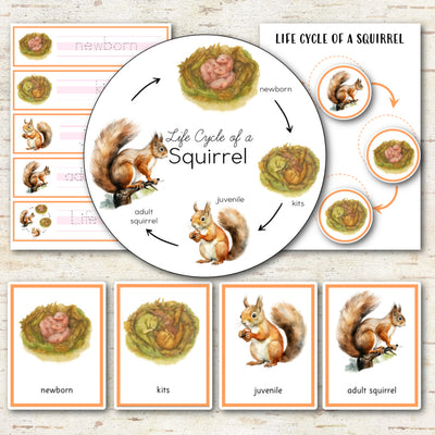 Squirrel Life Cycle Montessori Inspired – Pinay Homeschooler Shop