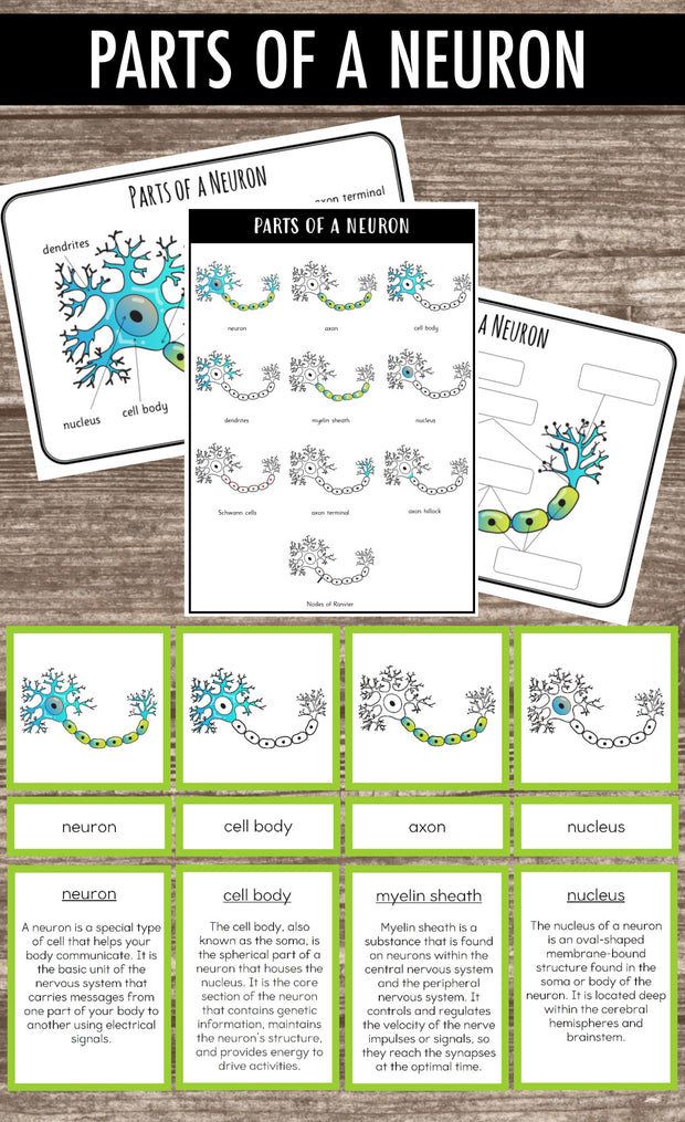 Parts of a Neuron Montessori 3 Part Cards – Pinay Homeschooler Shop