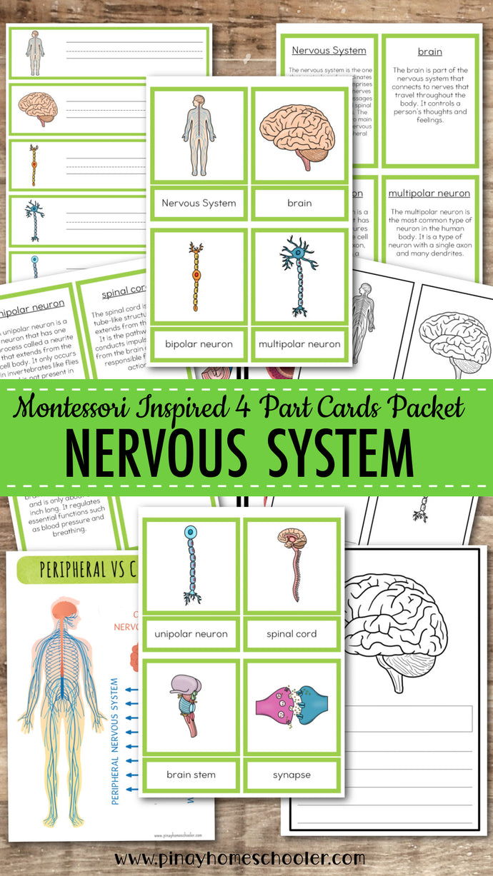 Nervous System Montessori Learning Pack – Pinay Homeschooler Shop