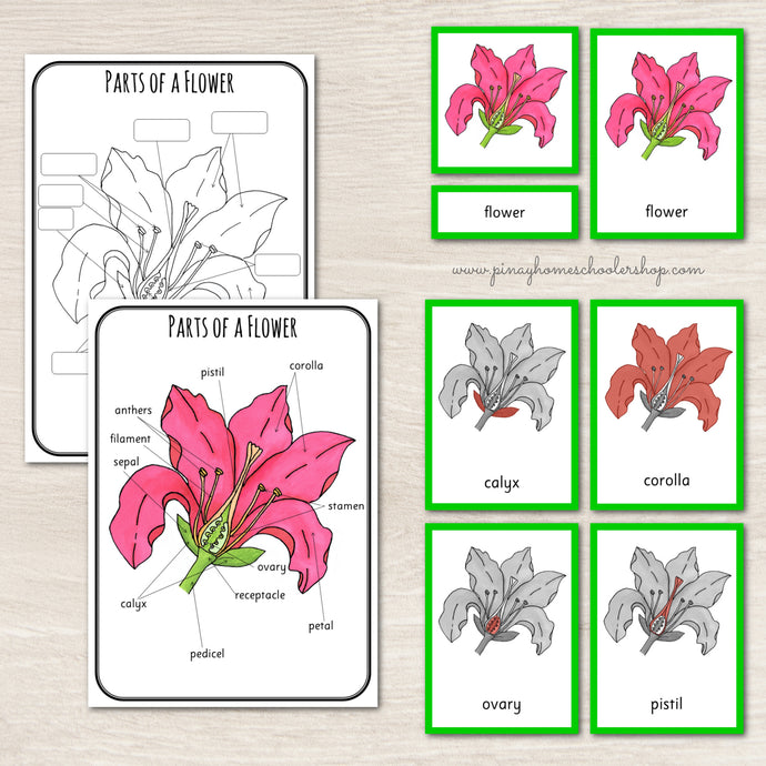 Parts of a Flower - Montessori Inspired – Pinay Homeschooler Shop