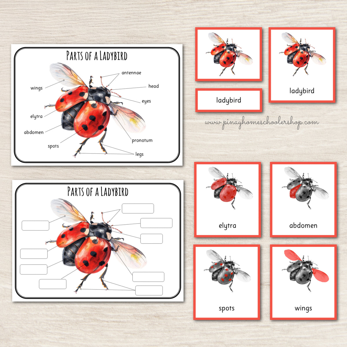 Parts of a Ladybird Ladybug Montessori 3 Part Cards – Pinay ...