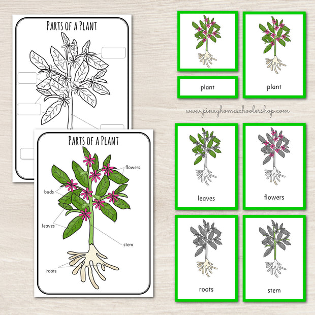 Parts of a Plant Montessori Inspired – Pinay Homeschooler Shop