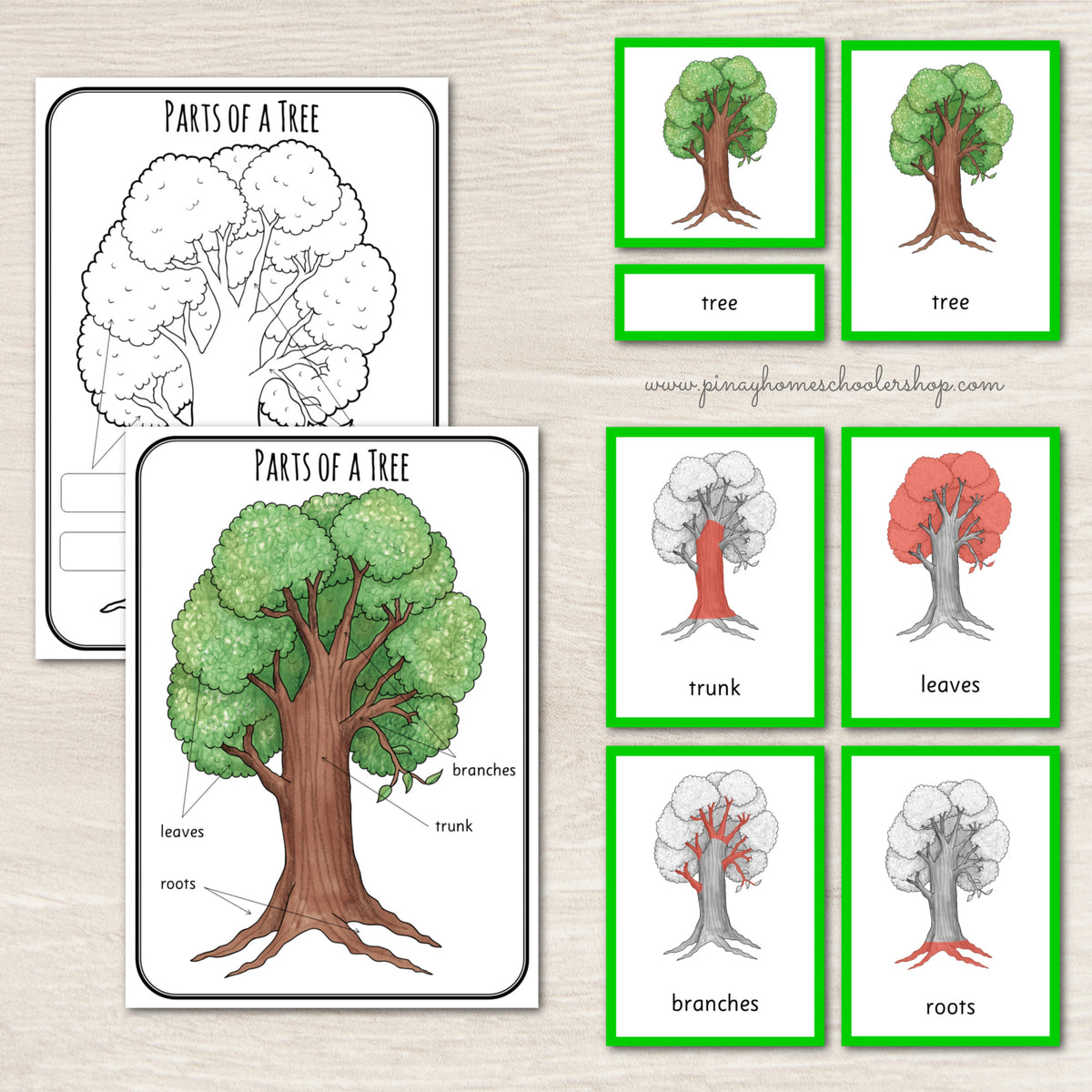 Parts of a Tree Montessori 3 and 4 Part Cards – Pinay Homeschooler Shop