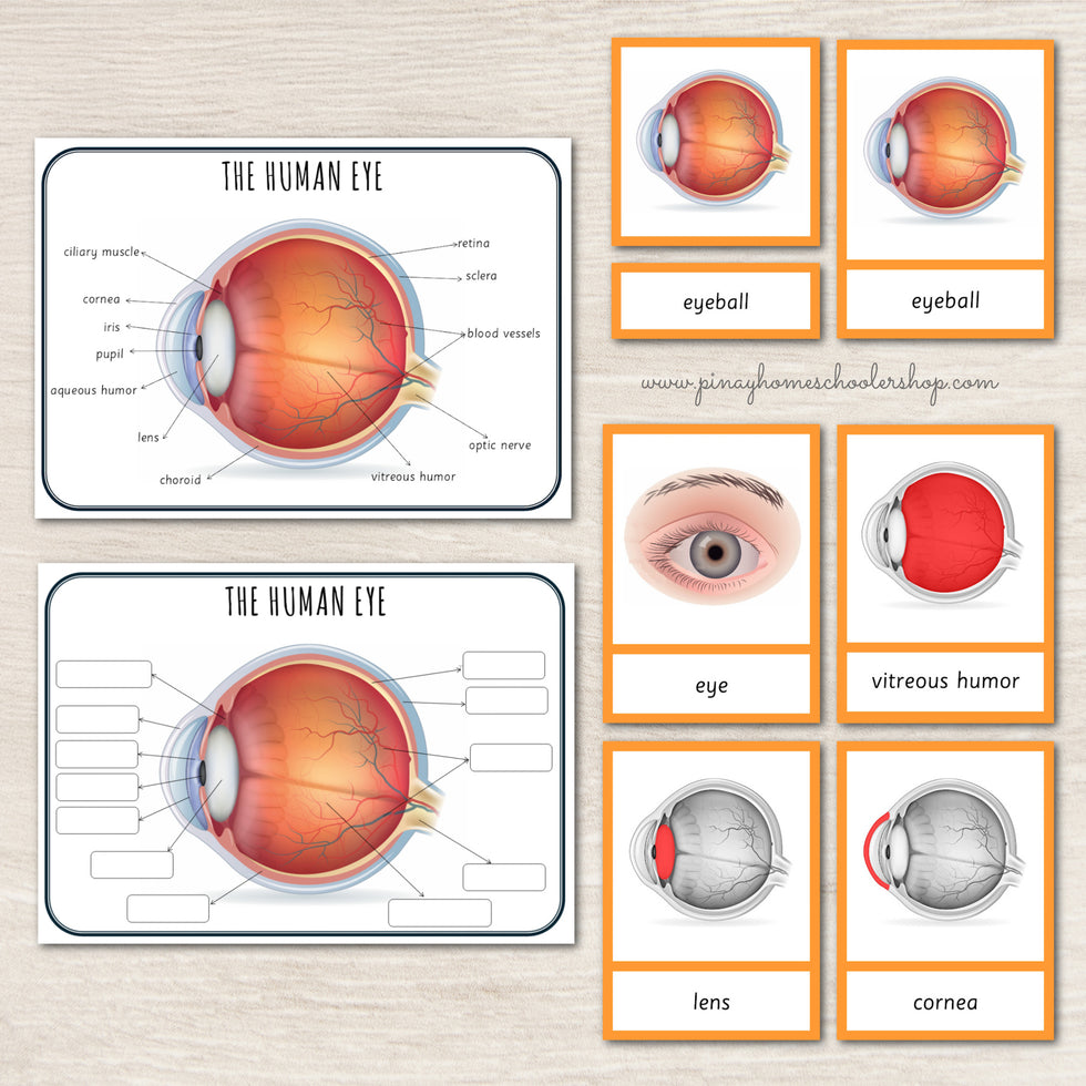 Parts of a Human Eye Montessori 3 Part Cards | 4 Part Cards – Pinay ...