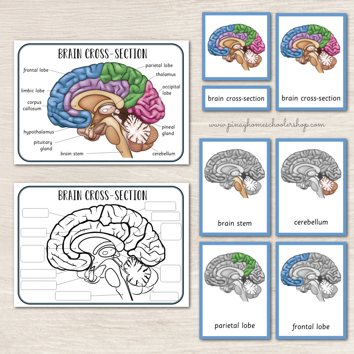 Parts of a Human Brain Montessori 3 Part Cards | 4 Part Cards – Pinay ...
